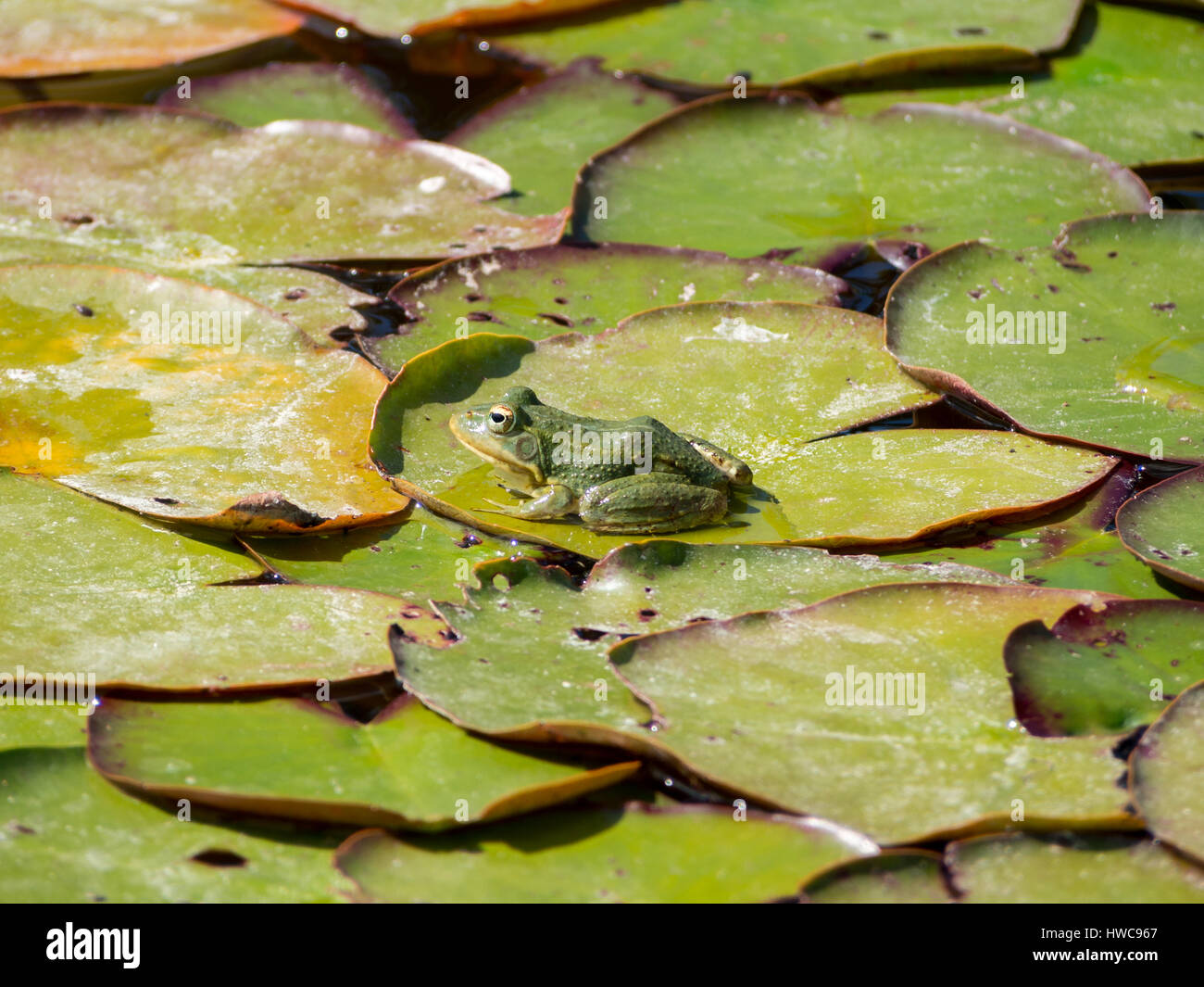 Frog in waterlily leaf over the water Stock Photo - Alamy