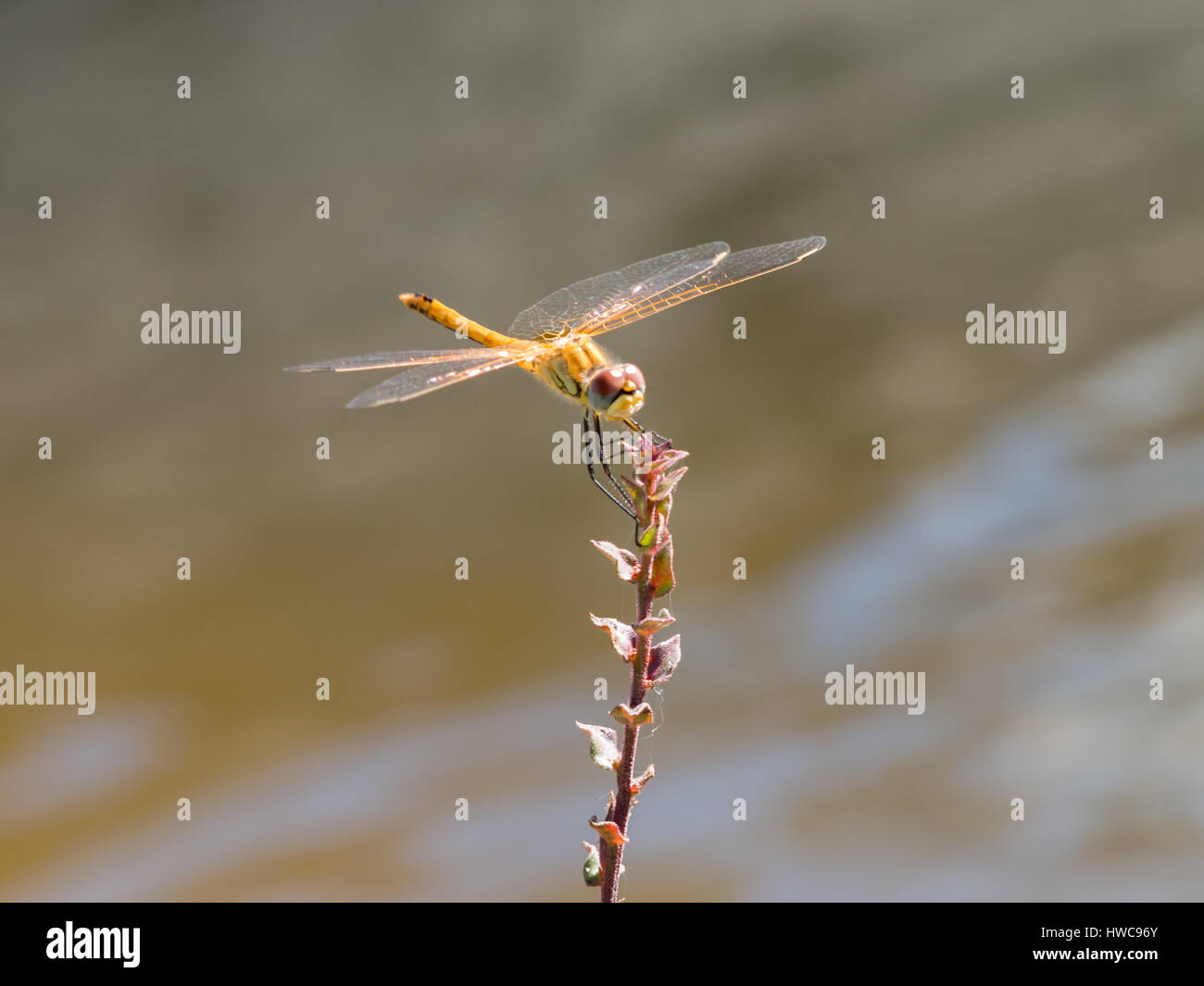 Dragonfly by the pool hi-res stock photography and images - Alamy