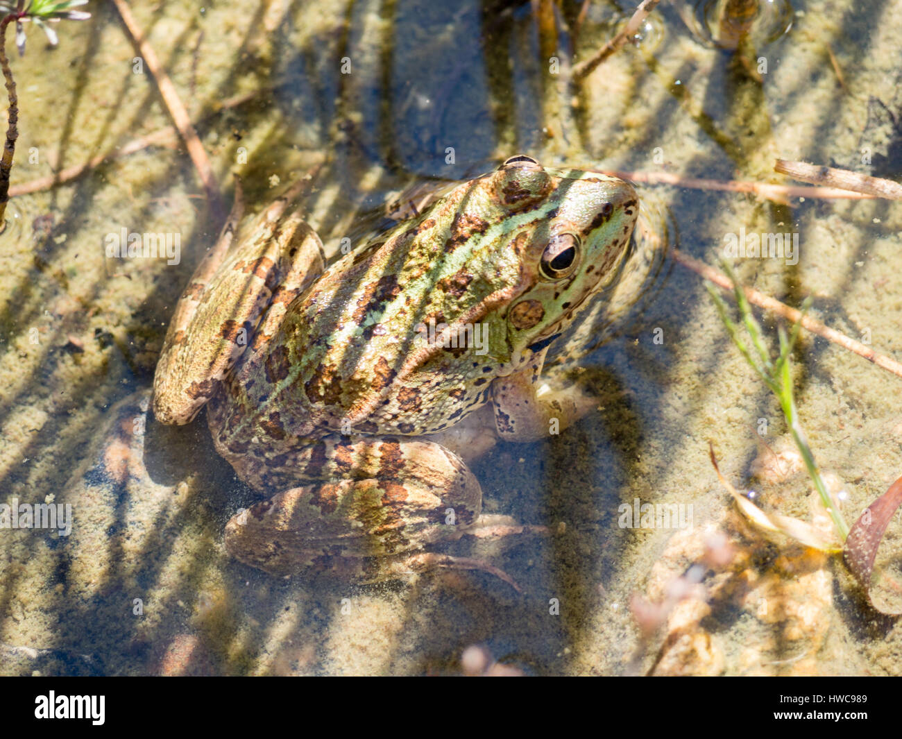 Amphibian pool hi-res stock photography and images - Alamy