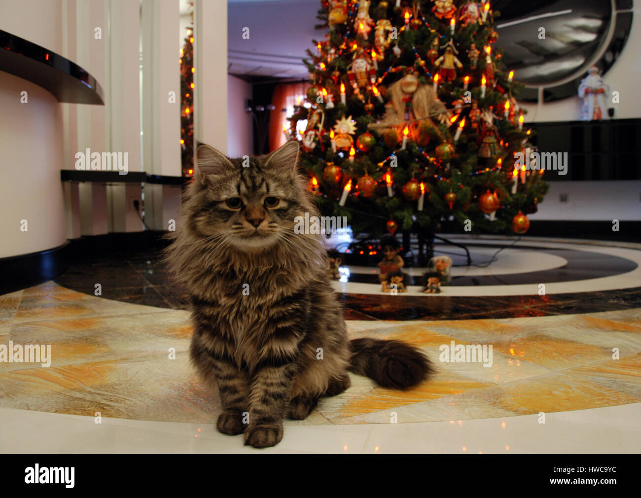 a Cats, lovely fluffy a pets. kitty Stock Photo - Alamy