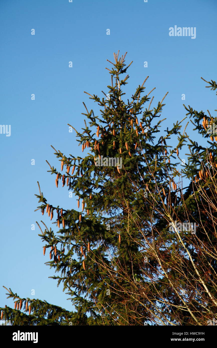 pine trees (pinus Stock Photo - Alamy