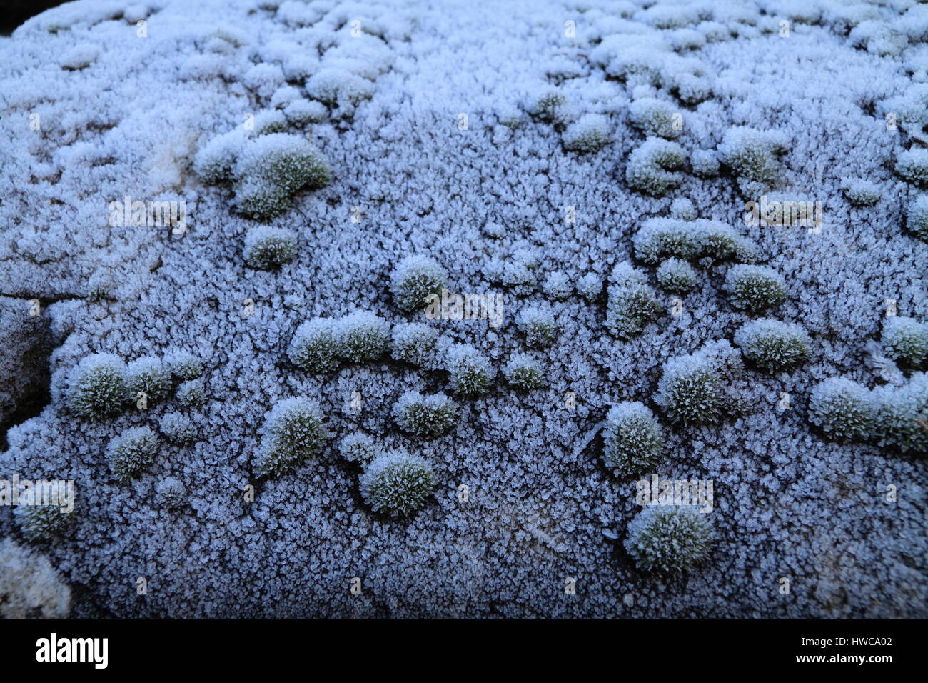 mosess frozen in frost Stock Photo - Alamy