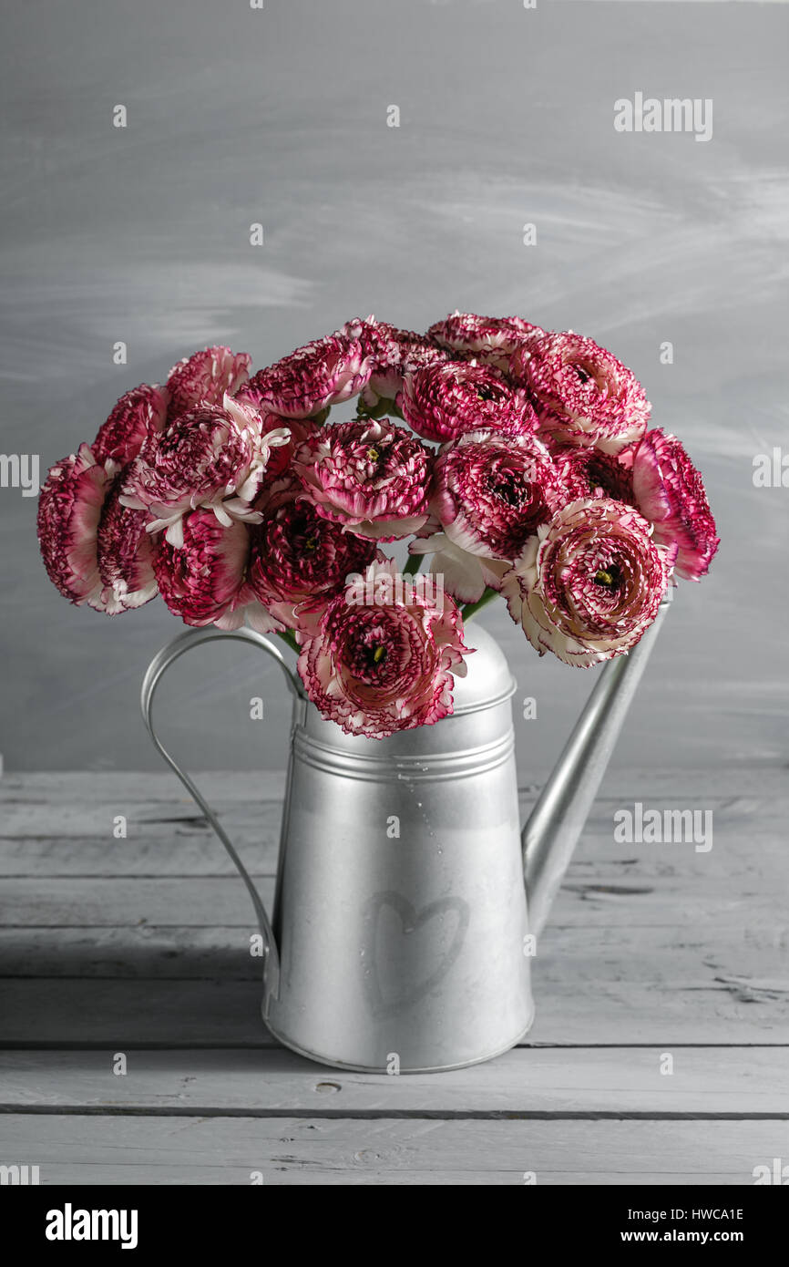 Maroon and white persian buttercup flowers. Curly peony ranunculus in ...