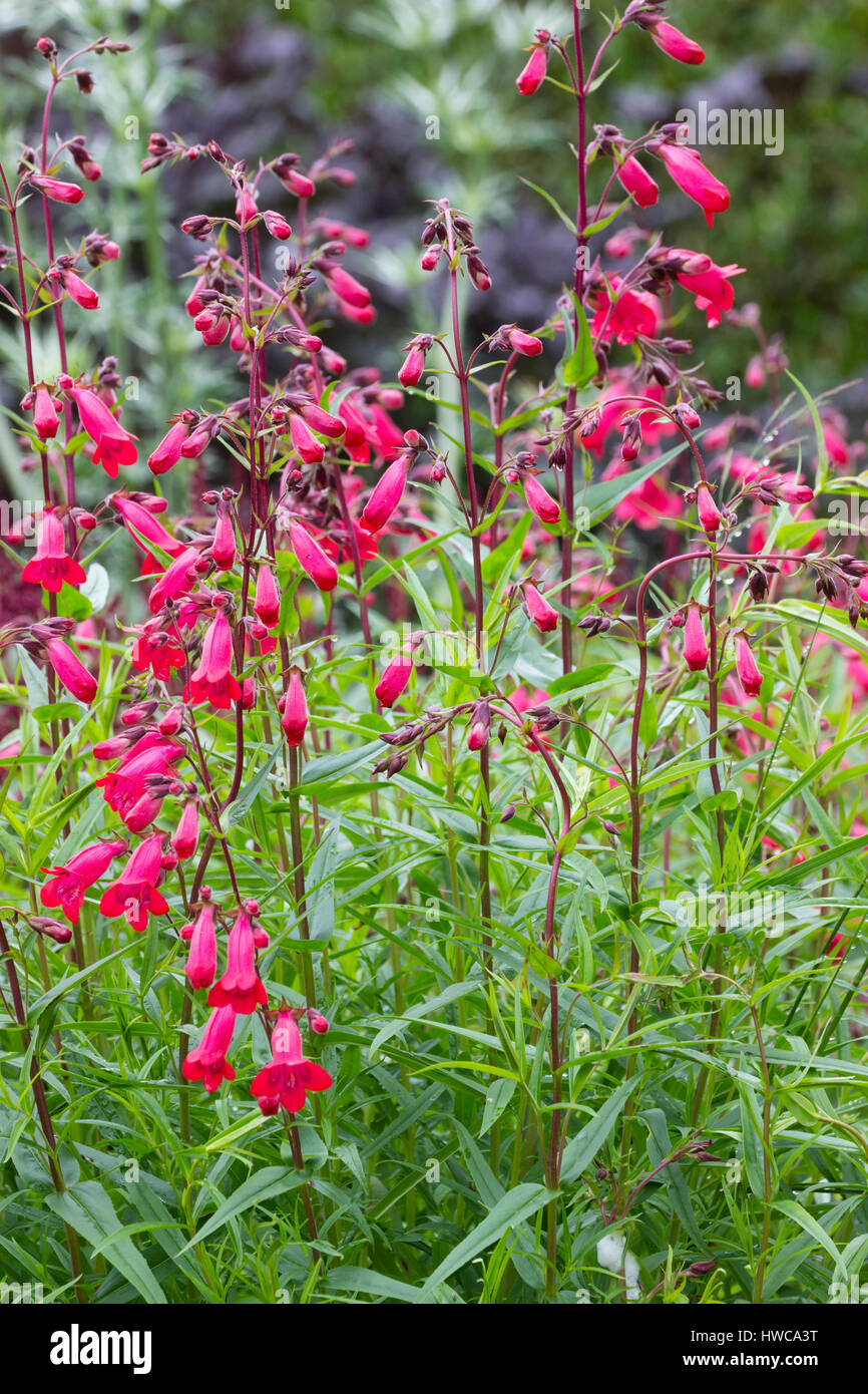 Tubular Red Flowers High Resolution Stock Photography and Images - Alamy
