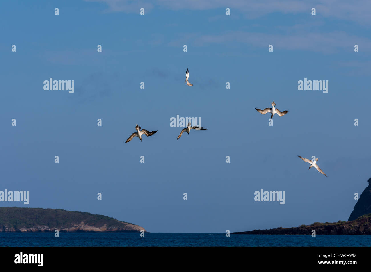 Small Diving Birds Non Water