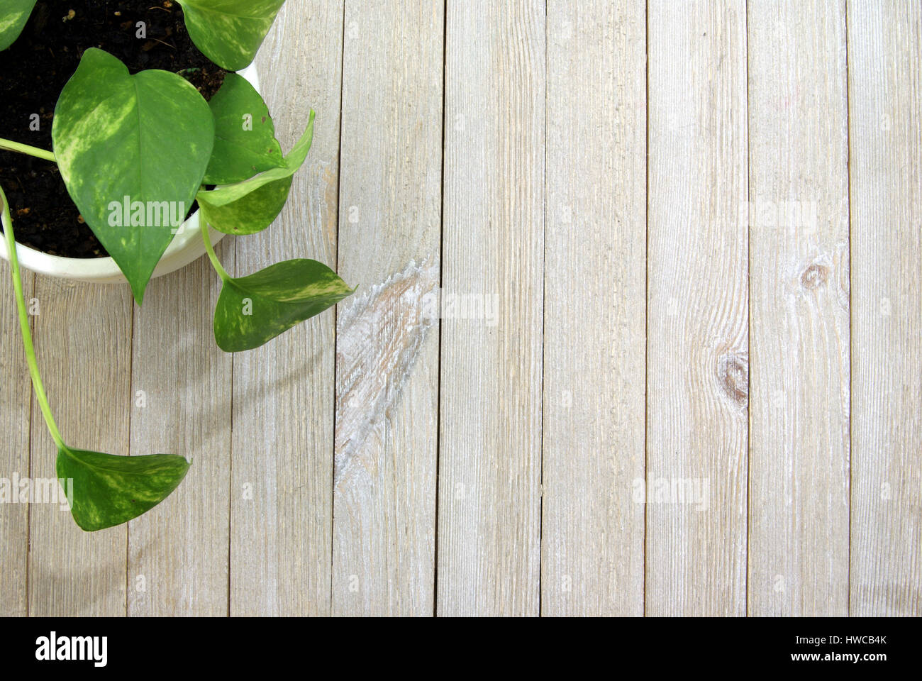 Variegated house plant houseplant hi-res stock photography and images ...