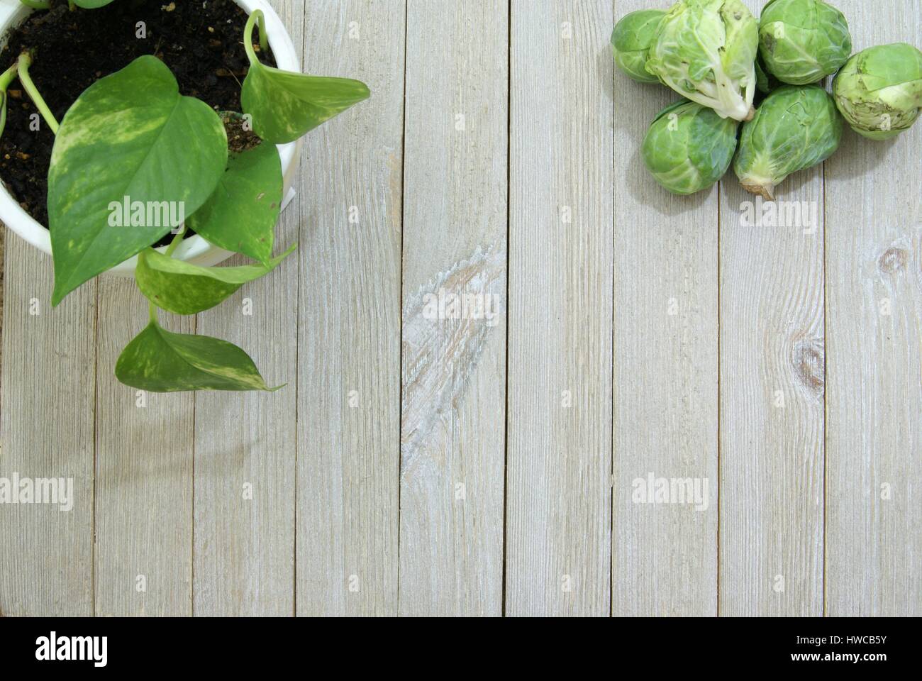 Cabbage and vine hi-res stock photography and images - Alamy