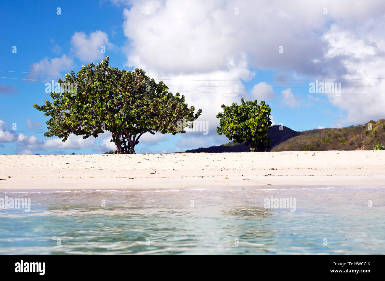 Seagrape Tree High Resolution Stock Photography and Images - Alamy