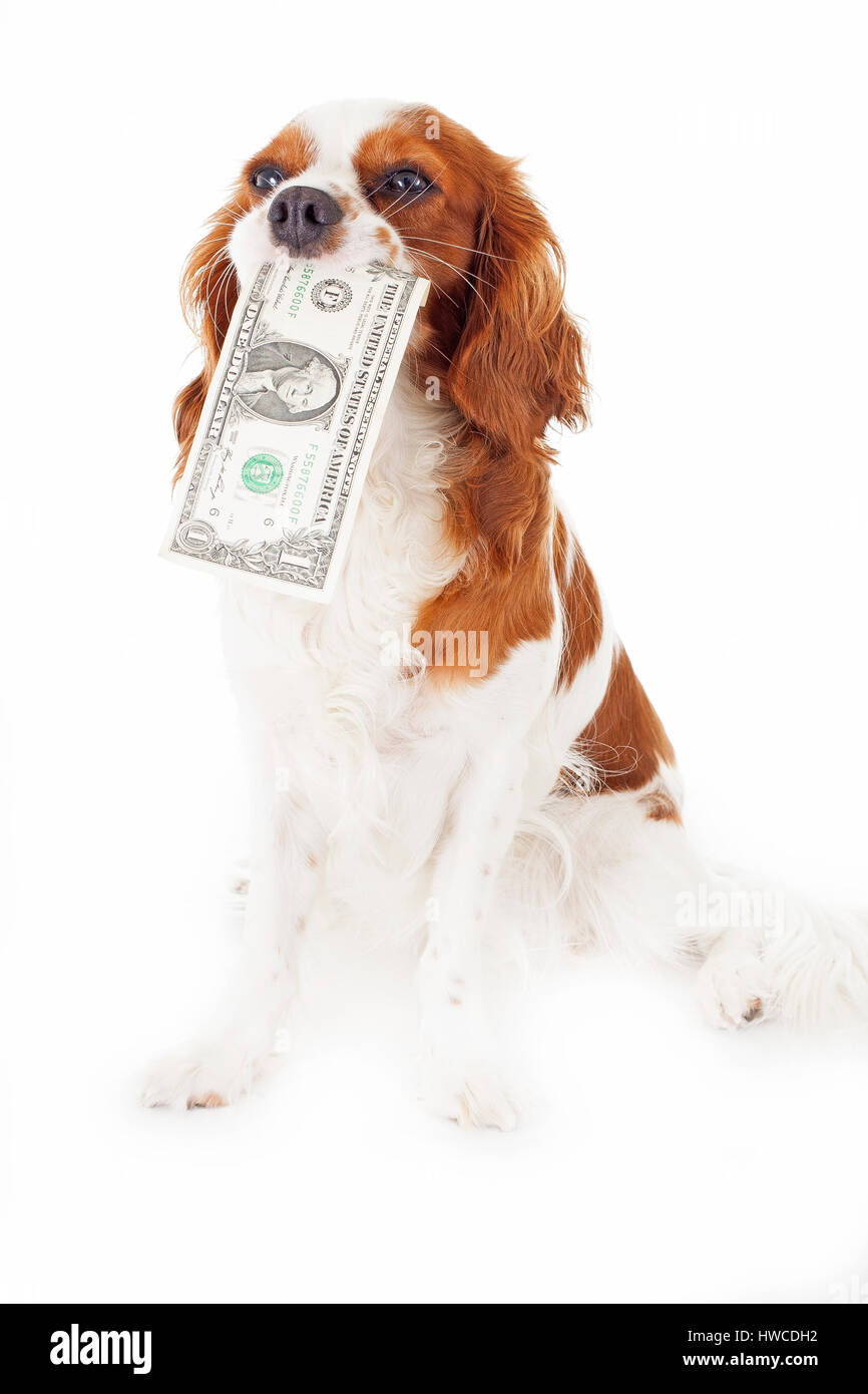 Animal with money Stock Photo - Alamy