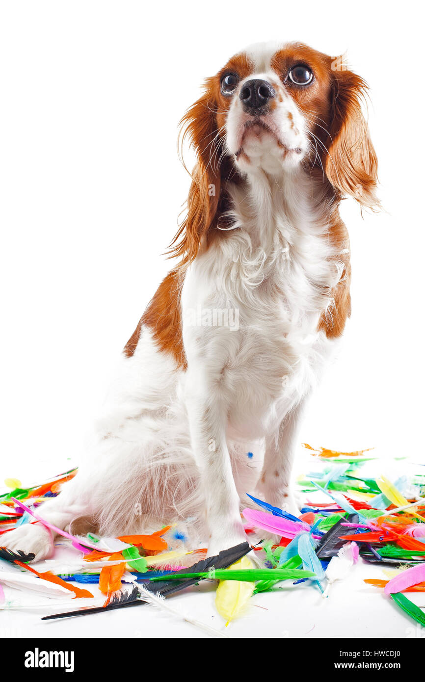 Dog with feather for any concept Stock Photo - Alamy