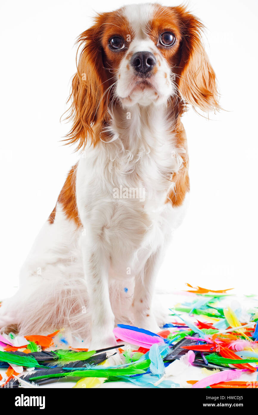 Dog with feather for any concept Stock Photo - Alamy
