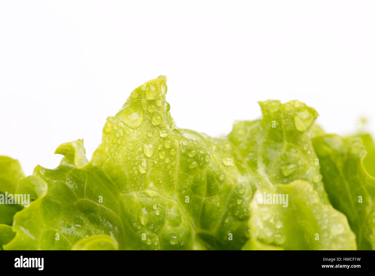 Wet lettuce on white hi-res stock photography and images - Alamy
