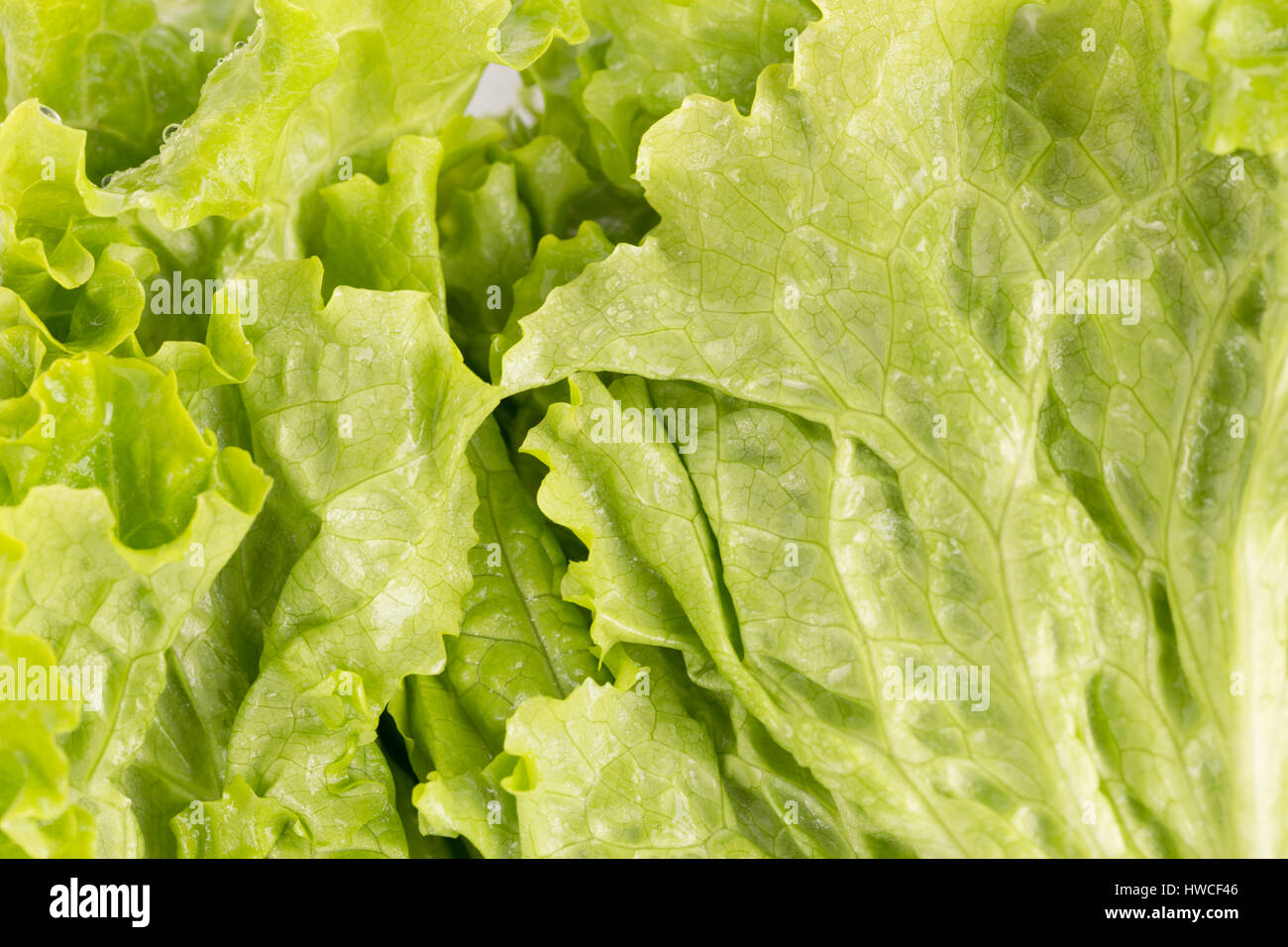Slices Of Lettuce Leaves