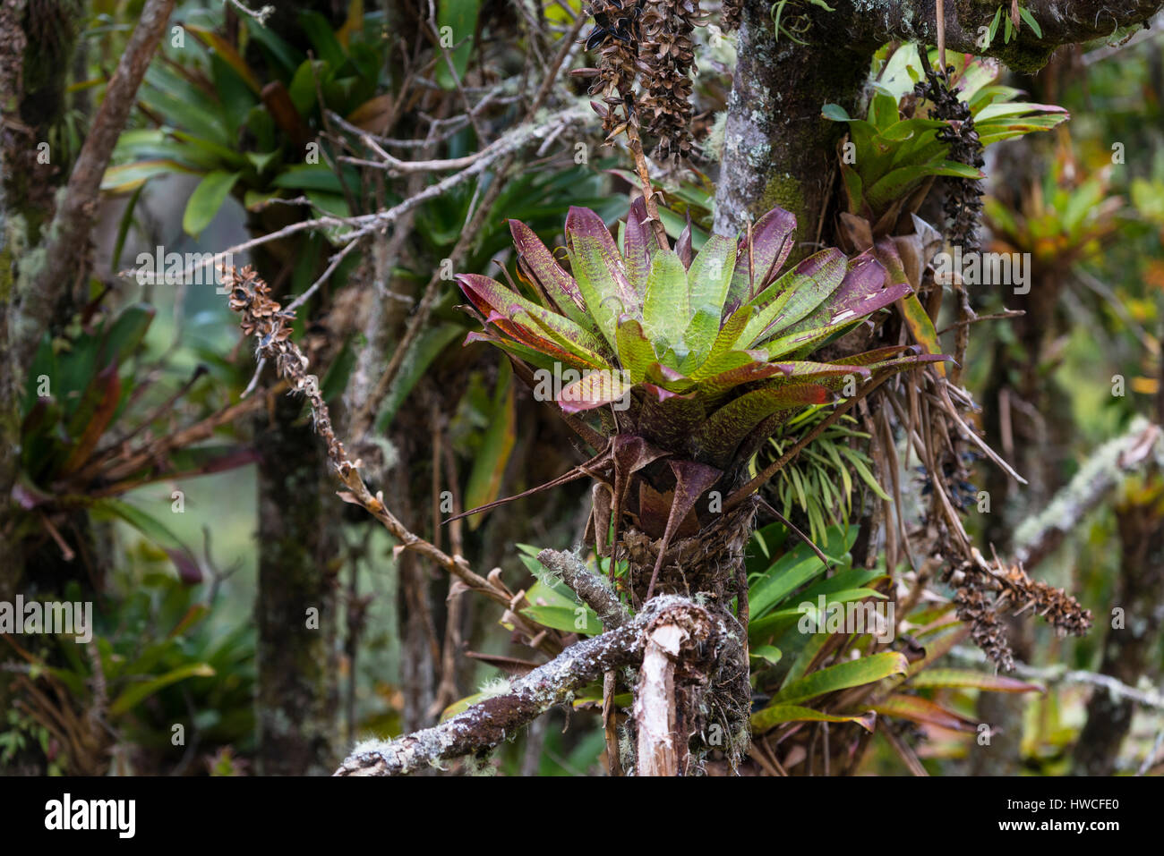 Bromeliads (Bromelia sp.) Growing on tree, San José Province, Costa ...