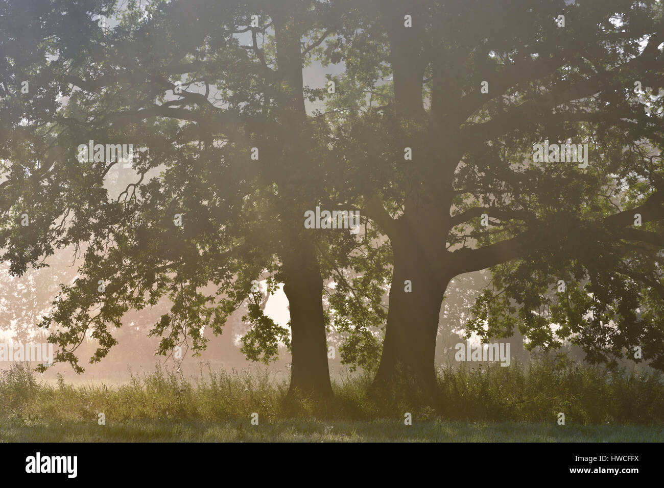 English oak (Quercus robur), early morning light, meadow landscape ...