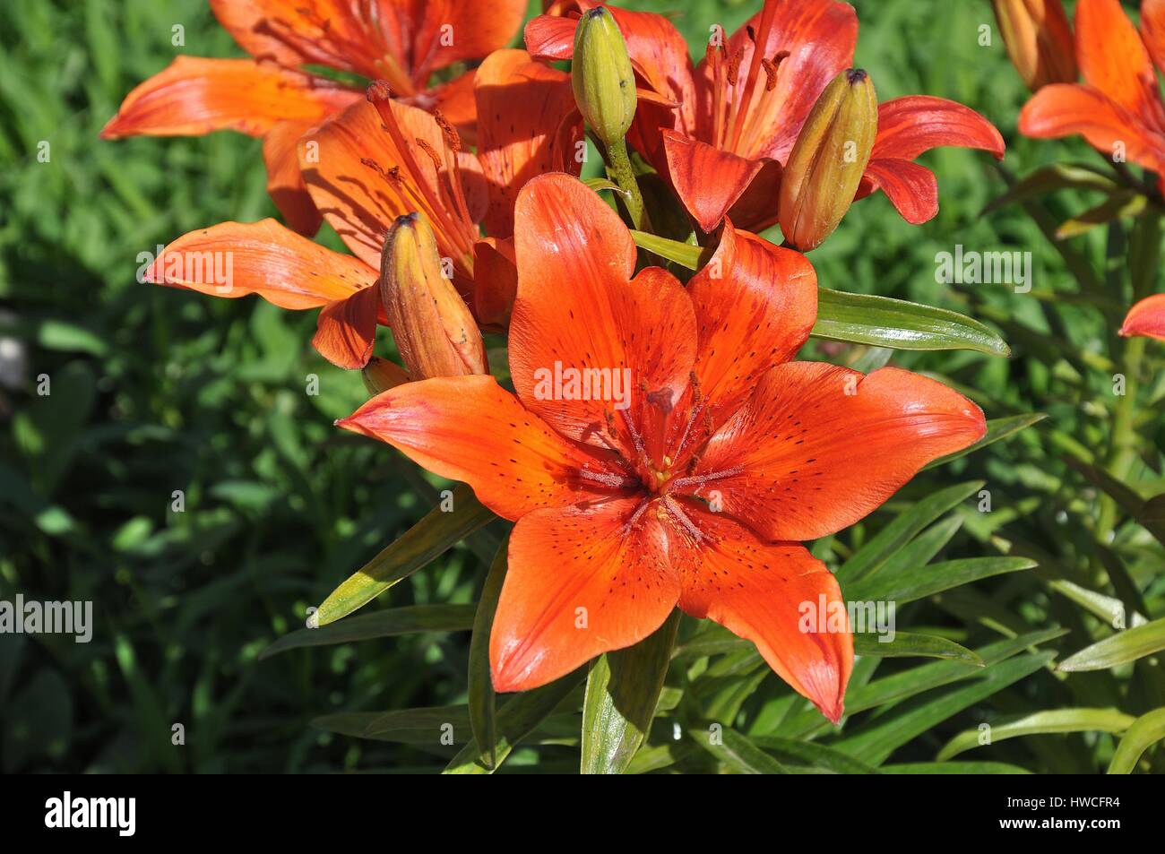 Day lily flower in the summer garden Stock Photo - Alamy