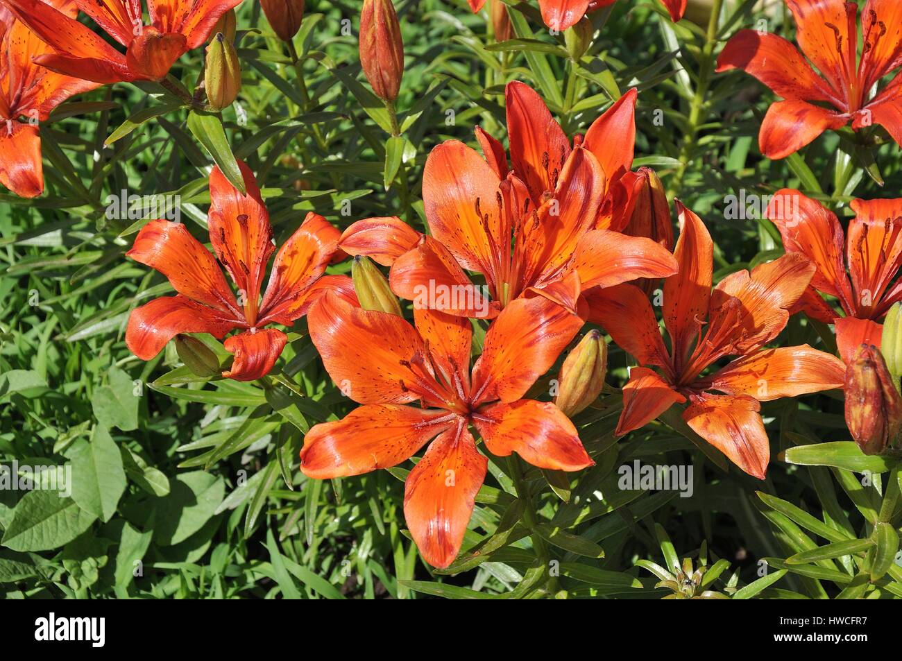 Day lily flower in the summer garden Stock Photo - Alamy