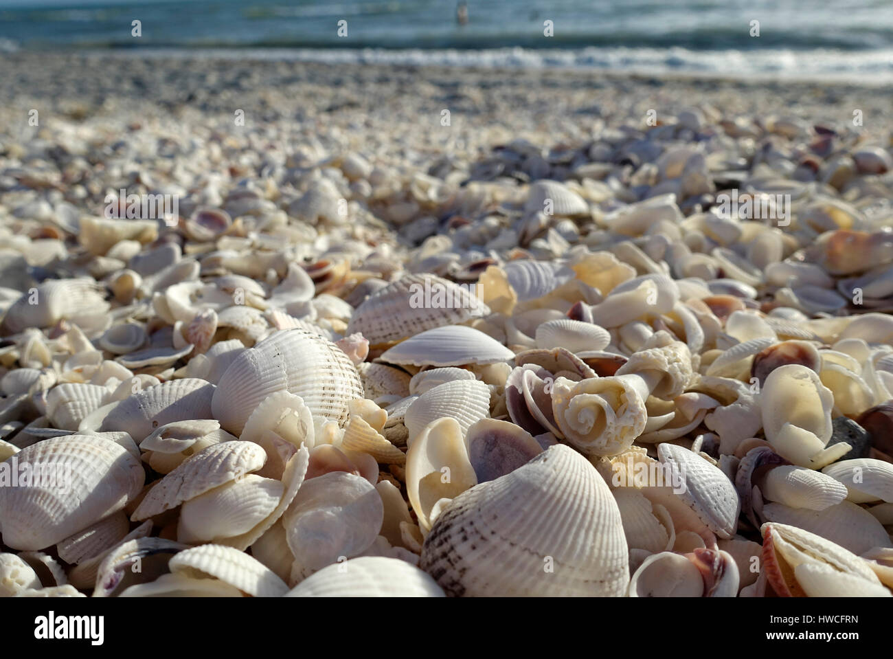 Sanibel island florida and shells hi-res stock photography and images ...