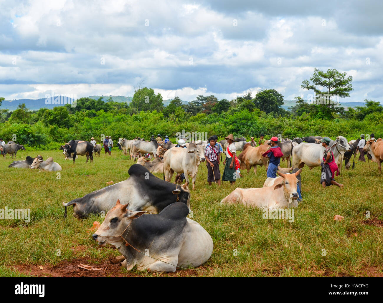 HEHO, MYANMAR, SEPTEMBER 12, 2016: Cattle fair in Heho, one of the most ...