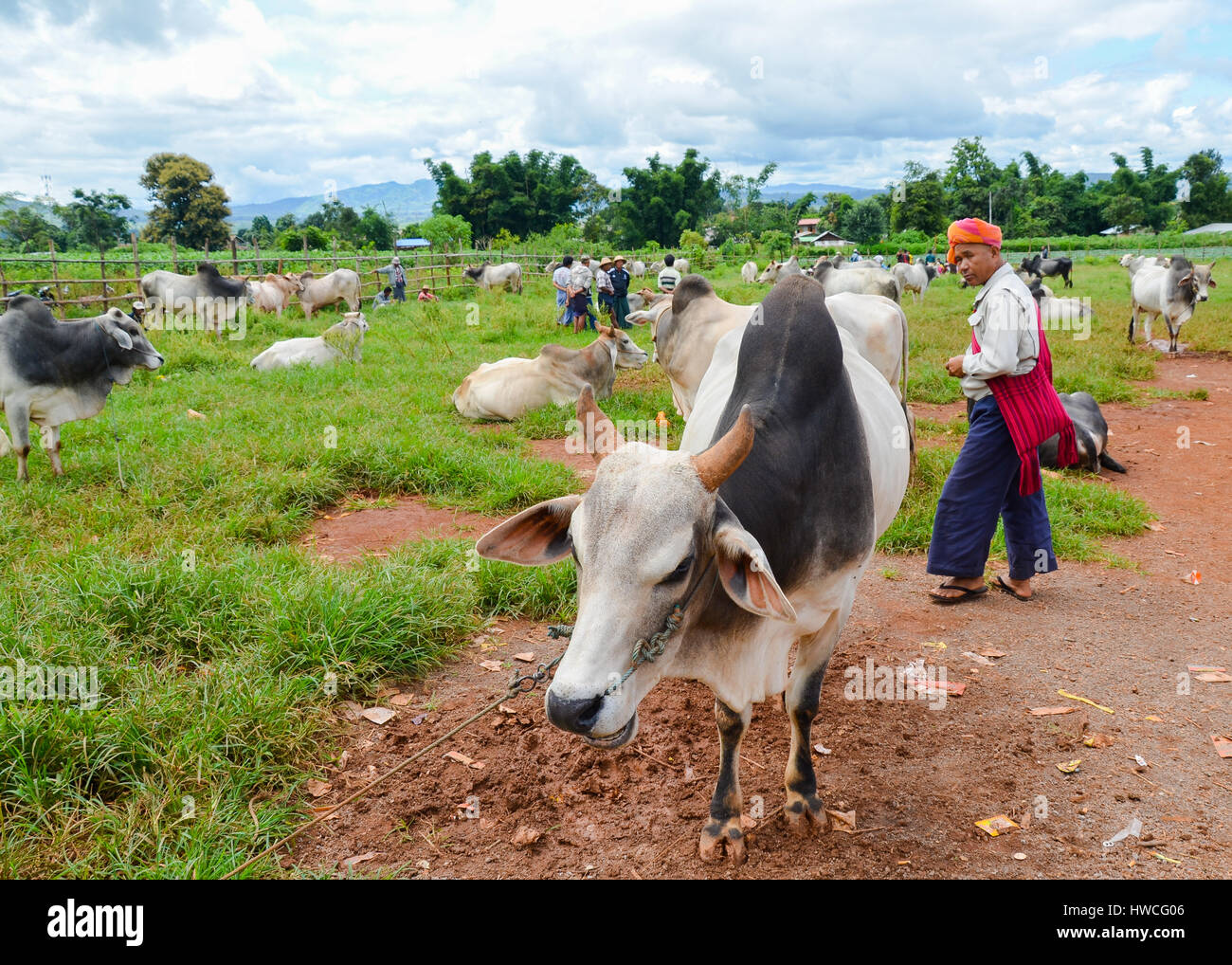 HEHO, MYANMAR, SEPTEMBER 12, 2016: Cattle fair in Heho, one of the most ...