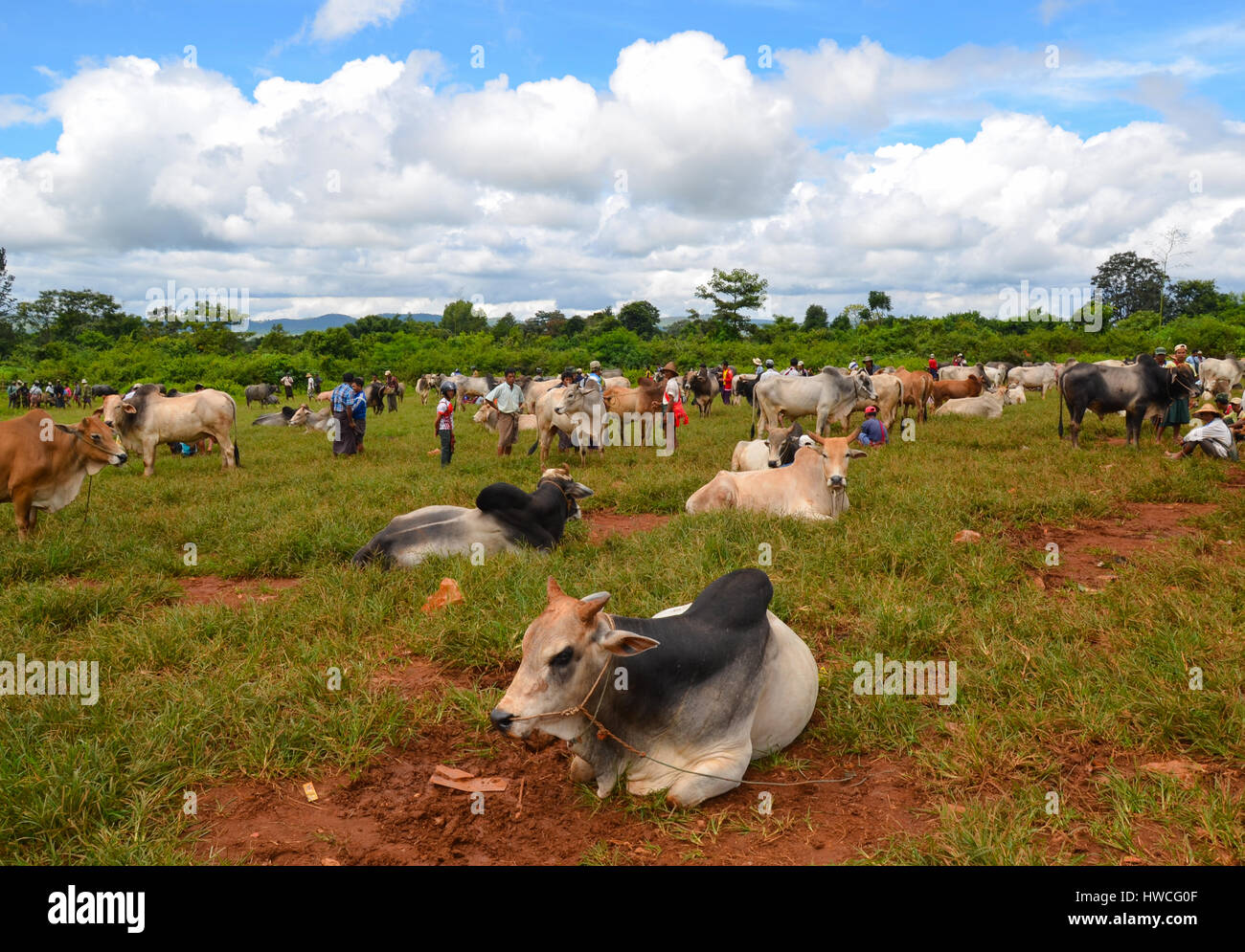HEHO, MYANMAR, SEPTEMBER 12, 2016: Cattle fair in Heho, one of the most ...