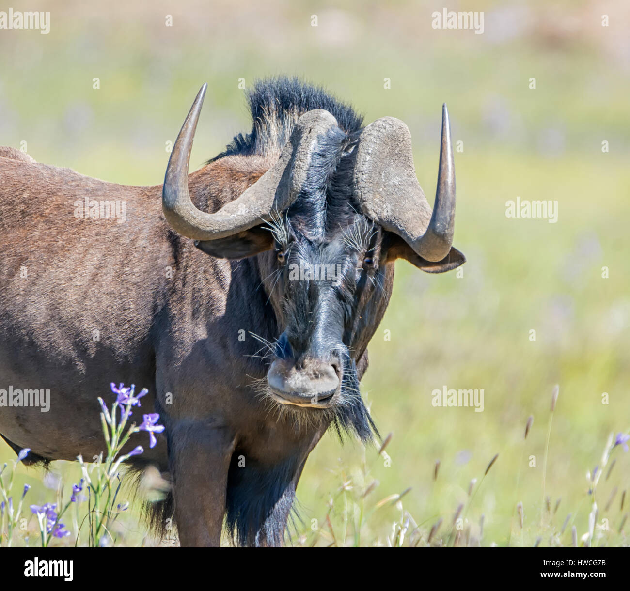 Portrait of a Black Wildebeest standing in Southern African savanna ...