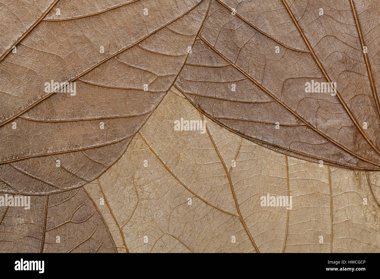 Dry Leaf Detail Texture
