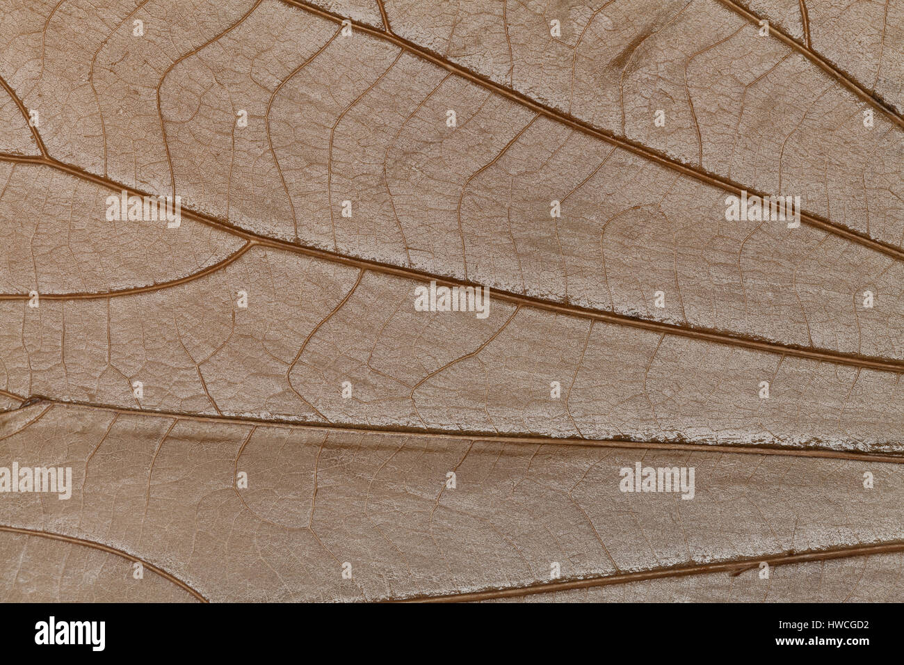 Texture of dry leaves close-up. Spring background Stock Photo - Alamy