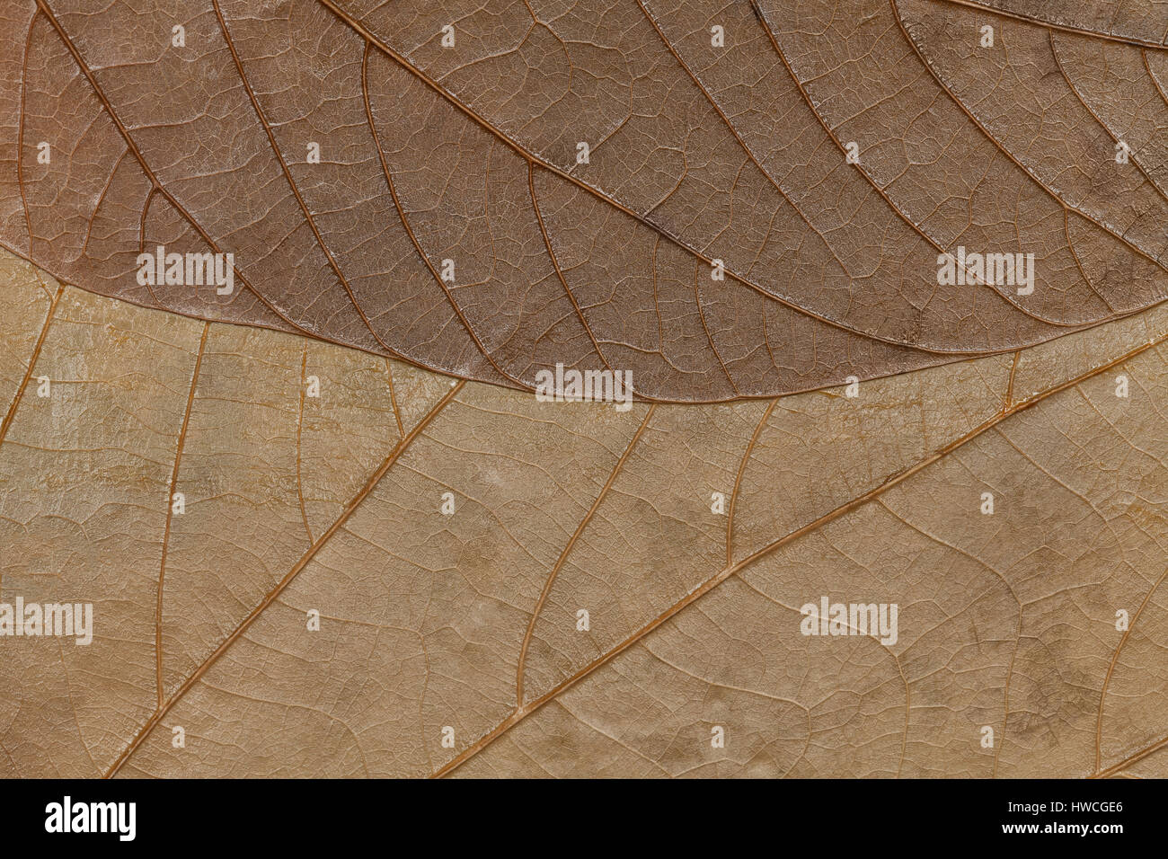 Texture of dry leaves close-up. Spring background Stock Photo - Alamy