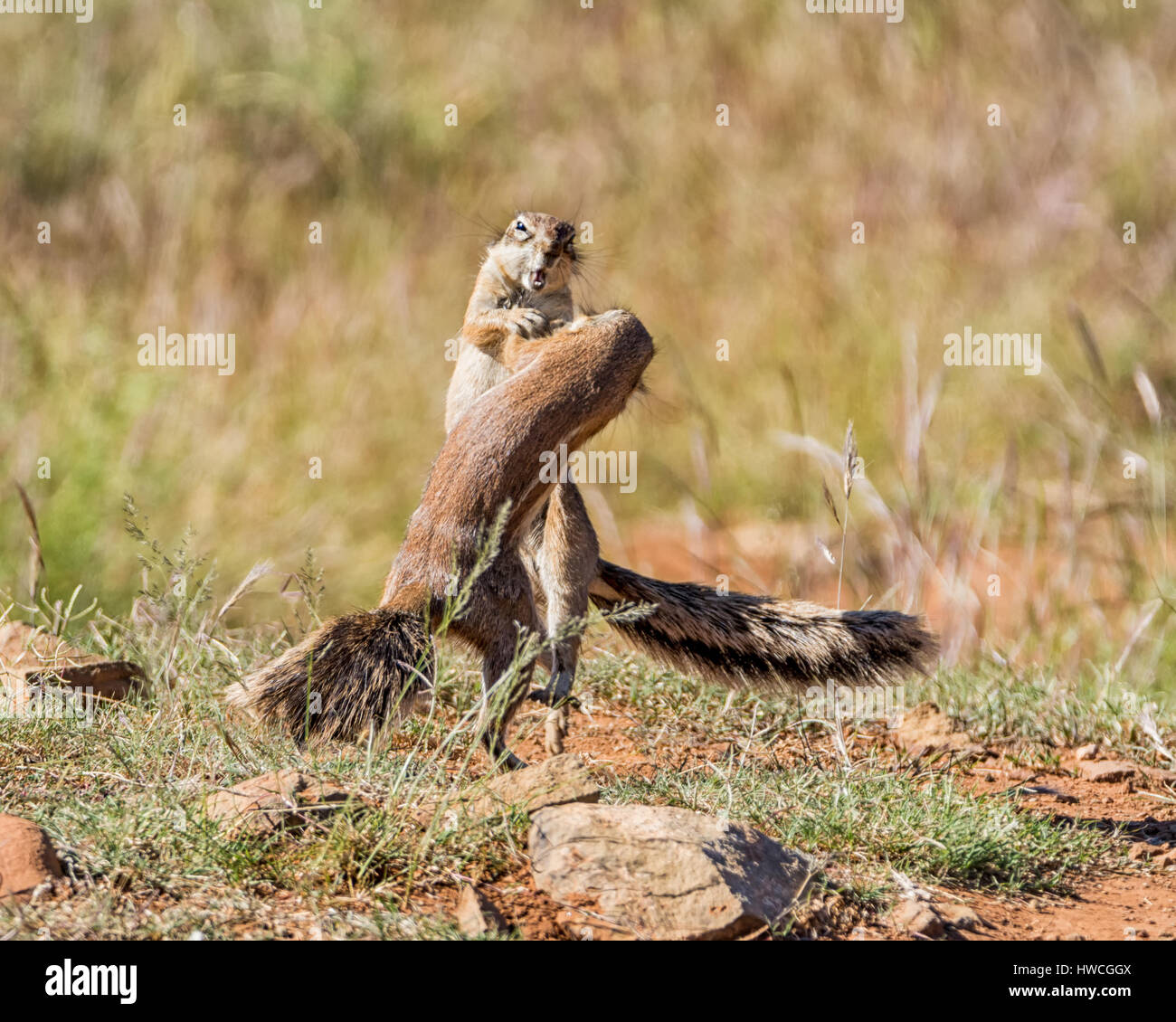 A pair of young African Ground Squirrels playing in Southern African ...