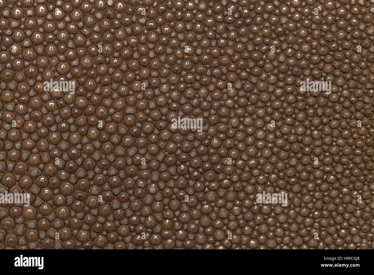 Genuine brown stingray skin closeup. Super macro Leather texture ...