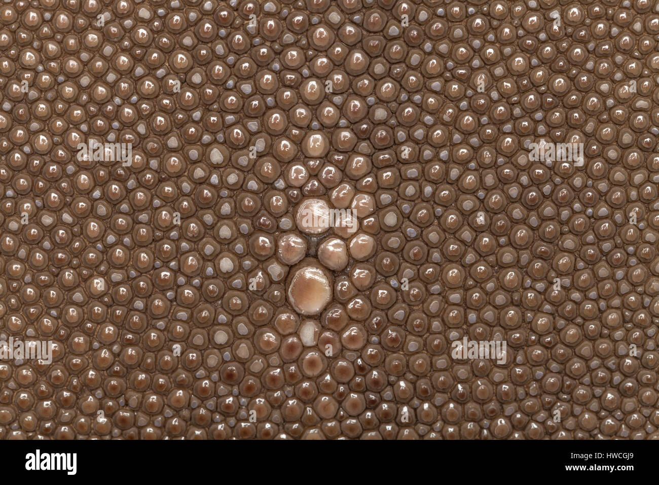 Genuine brown stingray skin closeup. Super macro Leather texture ...
