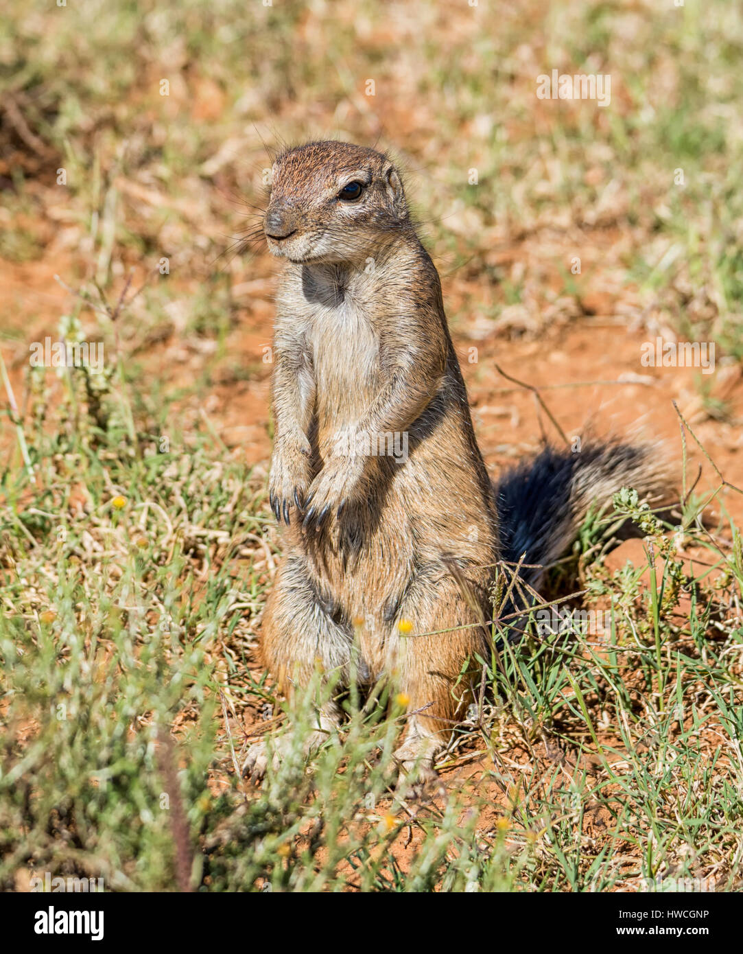 Portrait of an African Ground Squirrel in Southern African savanna ...