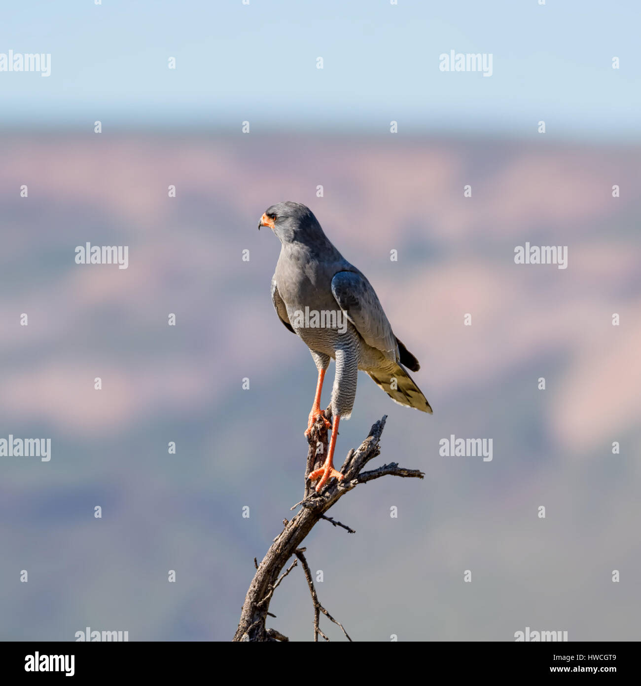 A pale Chanting Goshawk perched on a branch in Southern African savanna ...