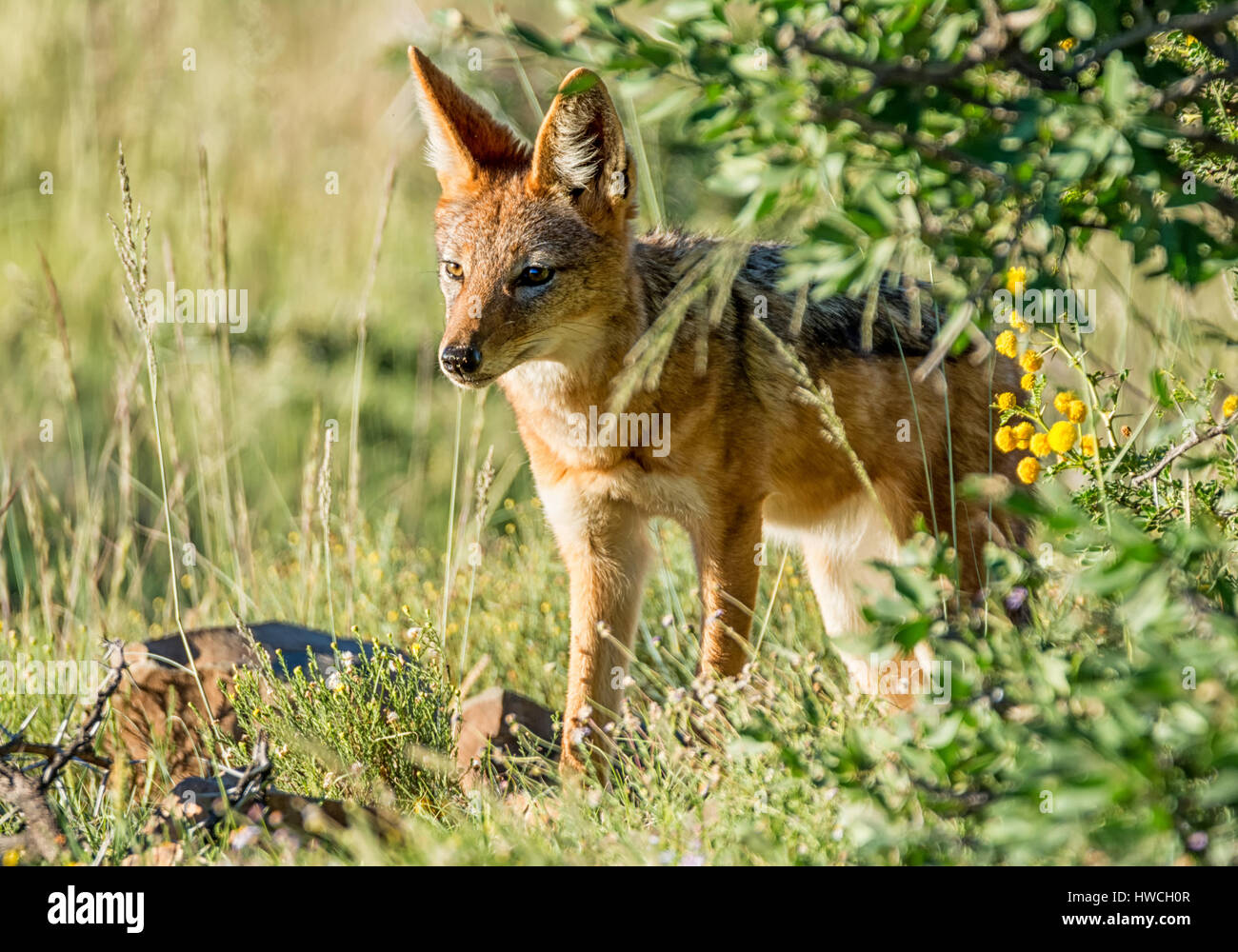 A lone Black-backed Jackal in Southern African savanna Stock Photo - Alamy