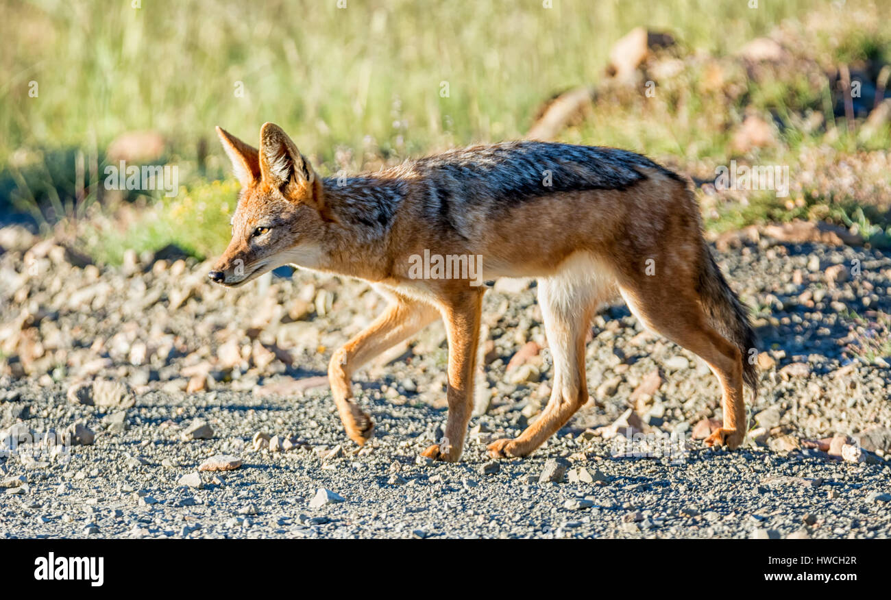 A lone Black-backed Jackal in Southern African savanna Stock Photo - Alamy