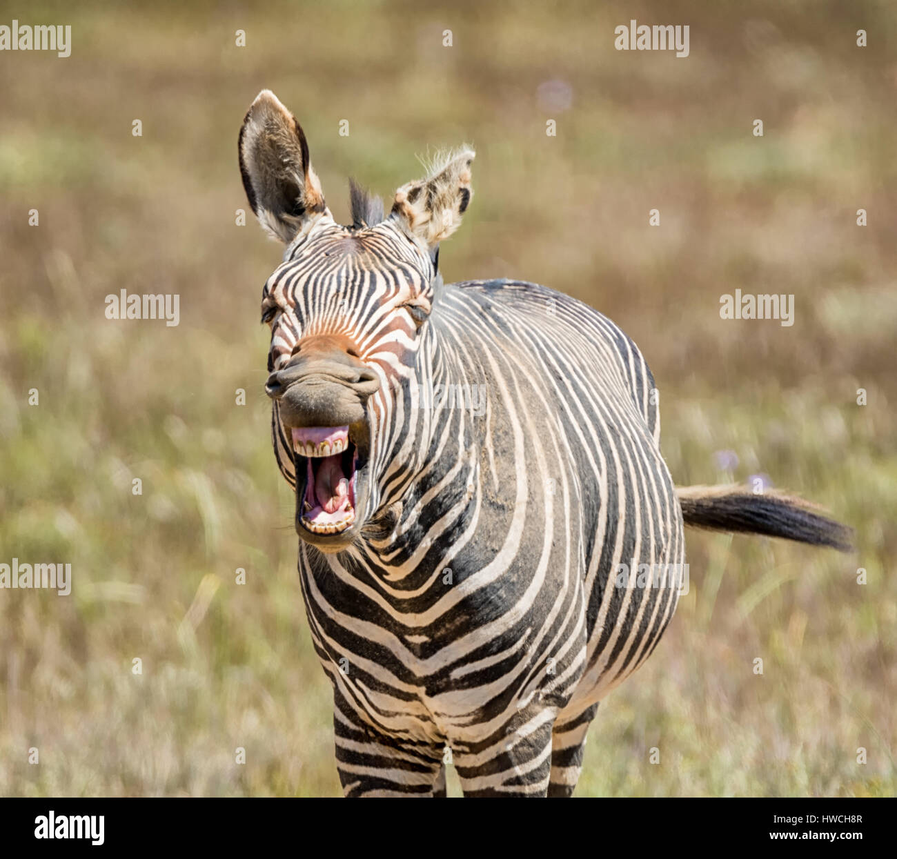 Zebra yawning hi-res stock photography and images - Alamy