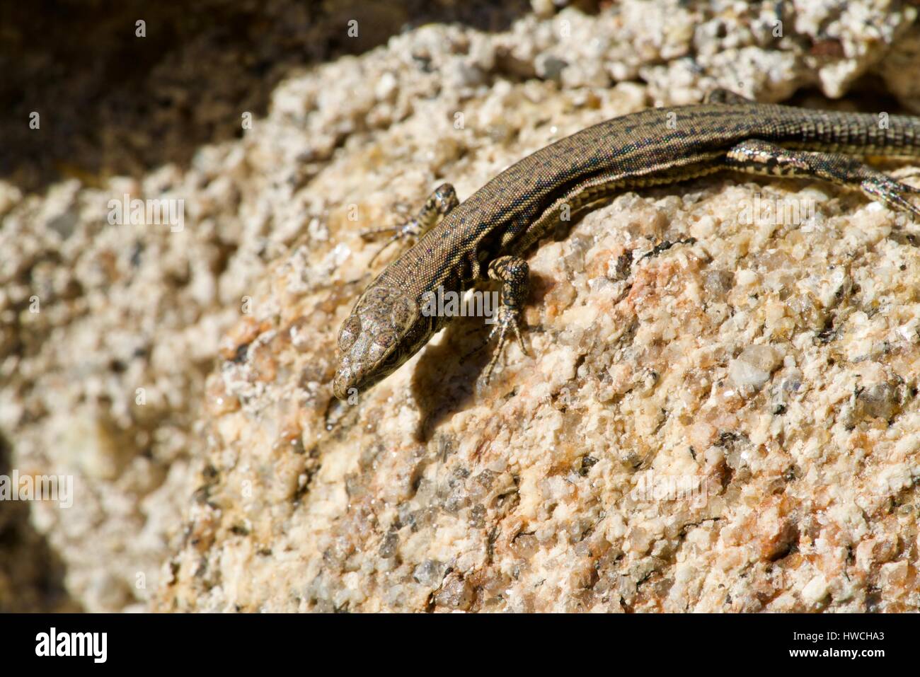 Lizard closeup face hi-res stock photography and images - Alamy