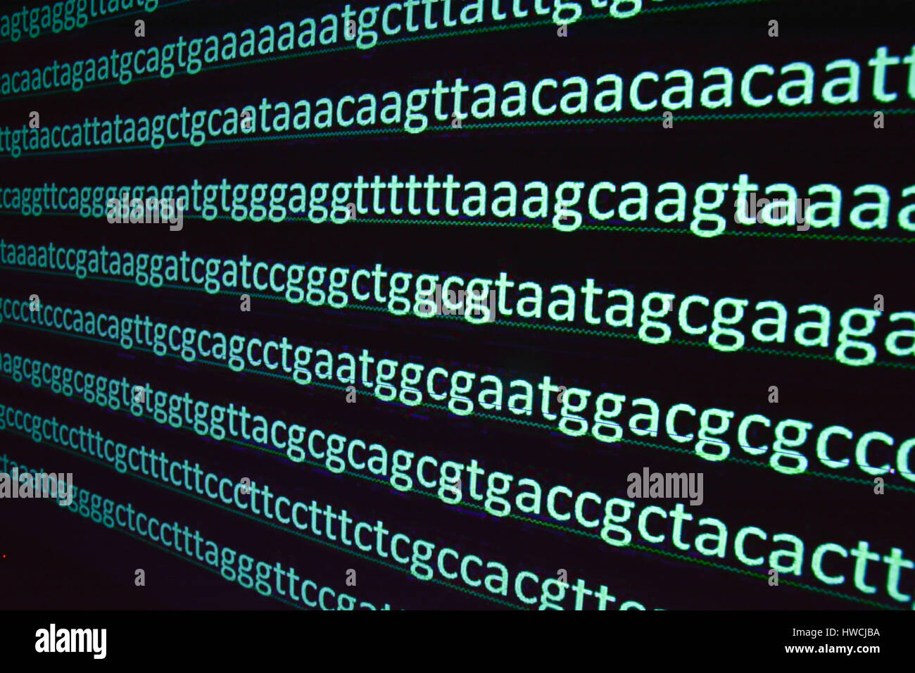 Sequencing of the genome. The sequence of nucleotide bases in the DNA ...