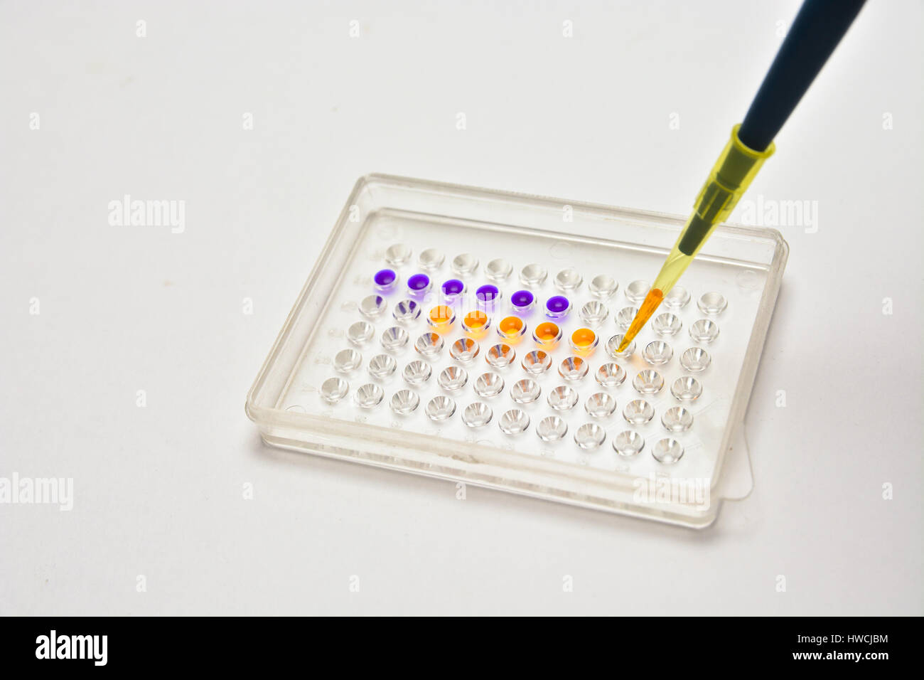 Adding a biological sample pipette. Biomedical research in a scientific ...