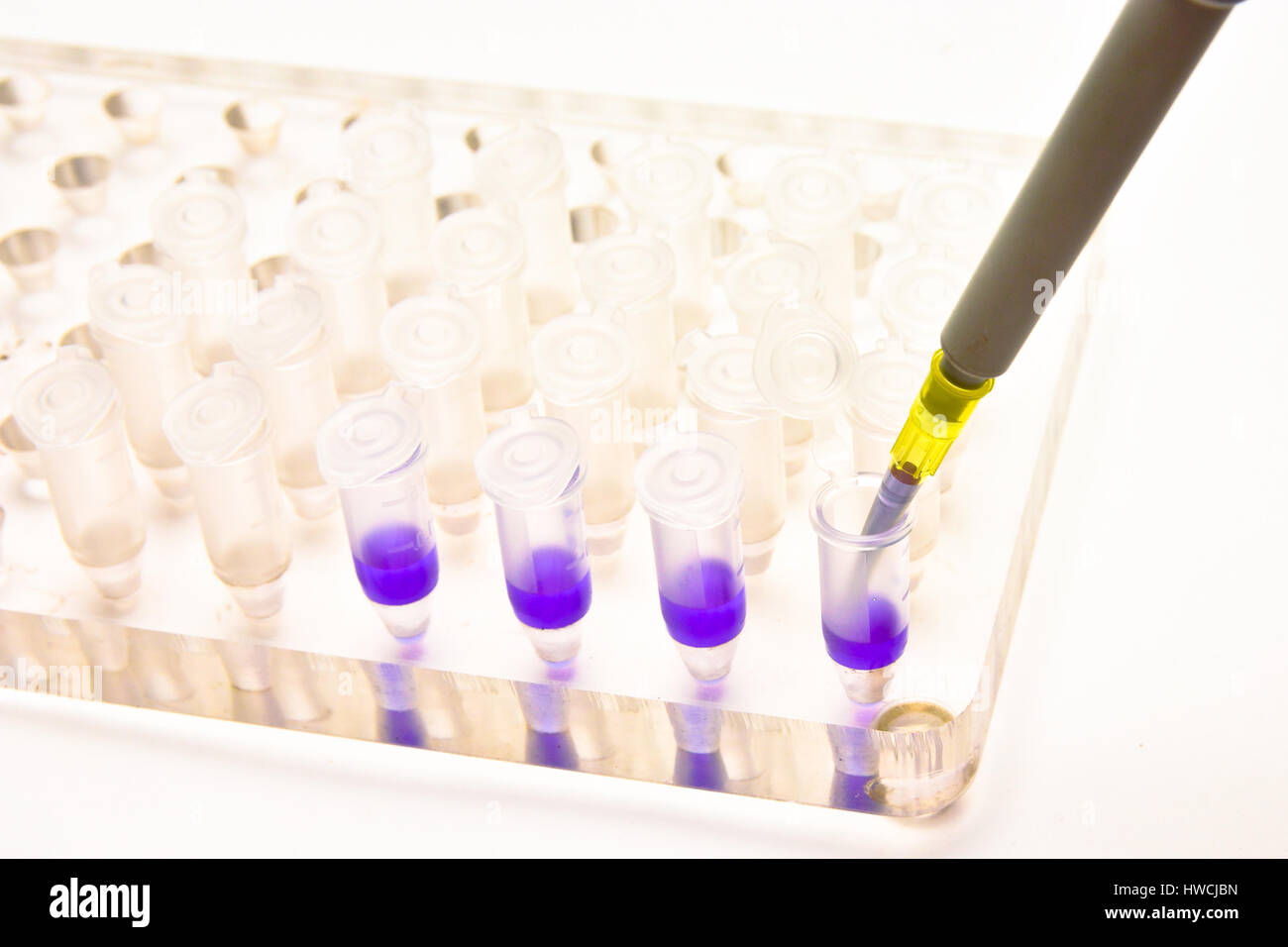 Adding a biological sample pipette. Biomedical research in a scientific ...