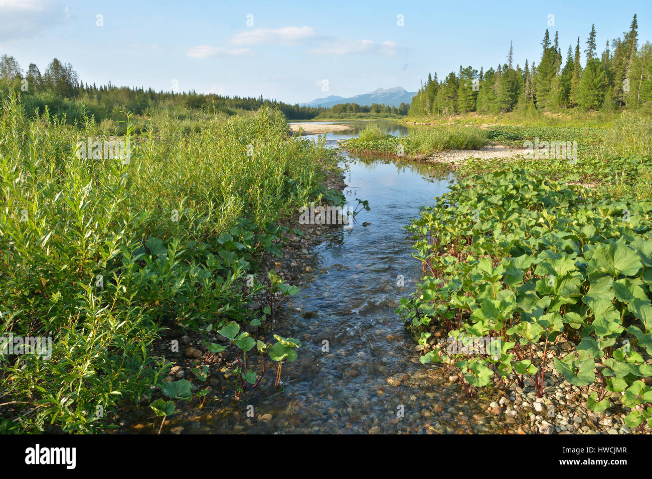 The object of UNESCO world heritage site "Virgin Komi forests". River ...