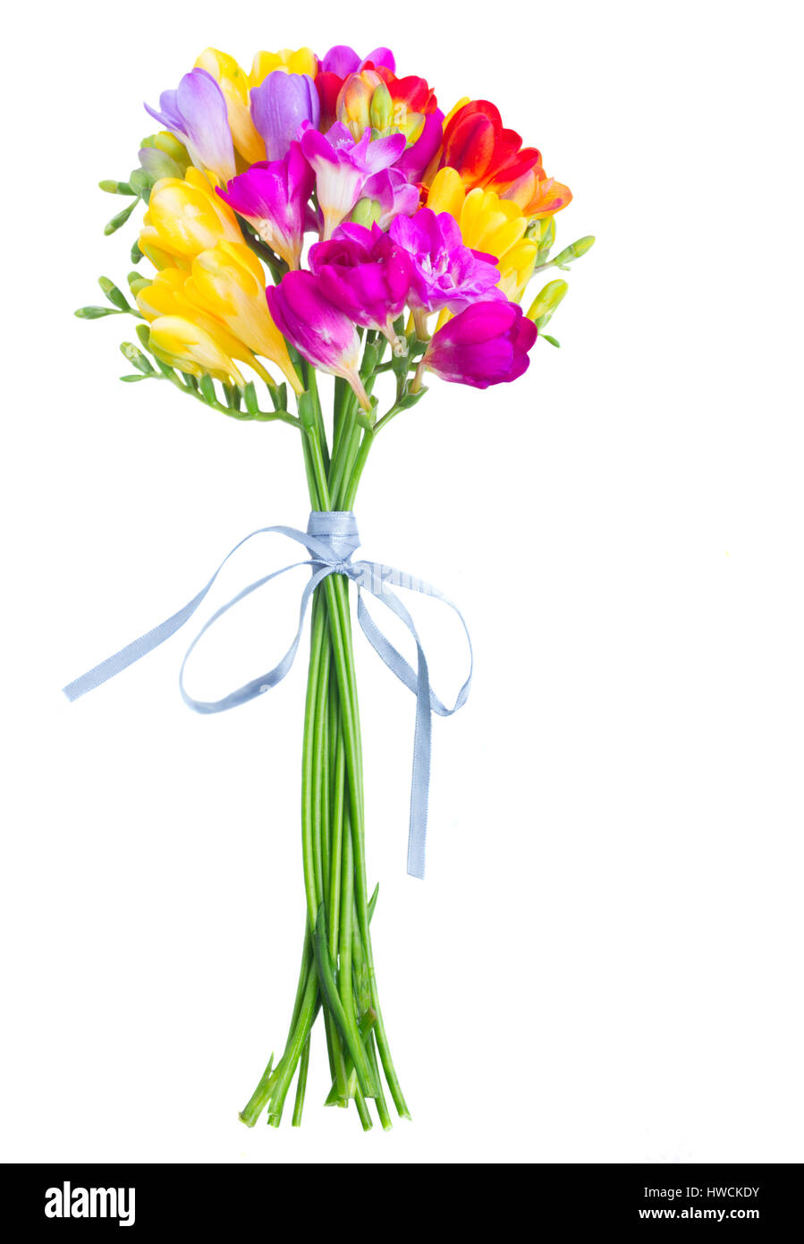 Fresh freesia flowers hi-res stock photography and images - Alamy