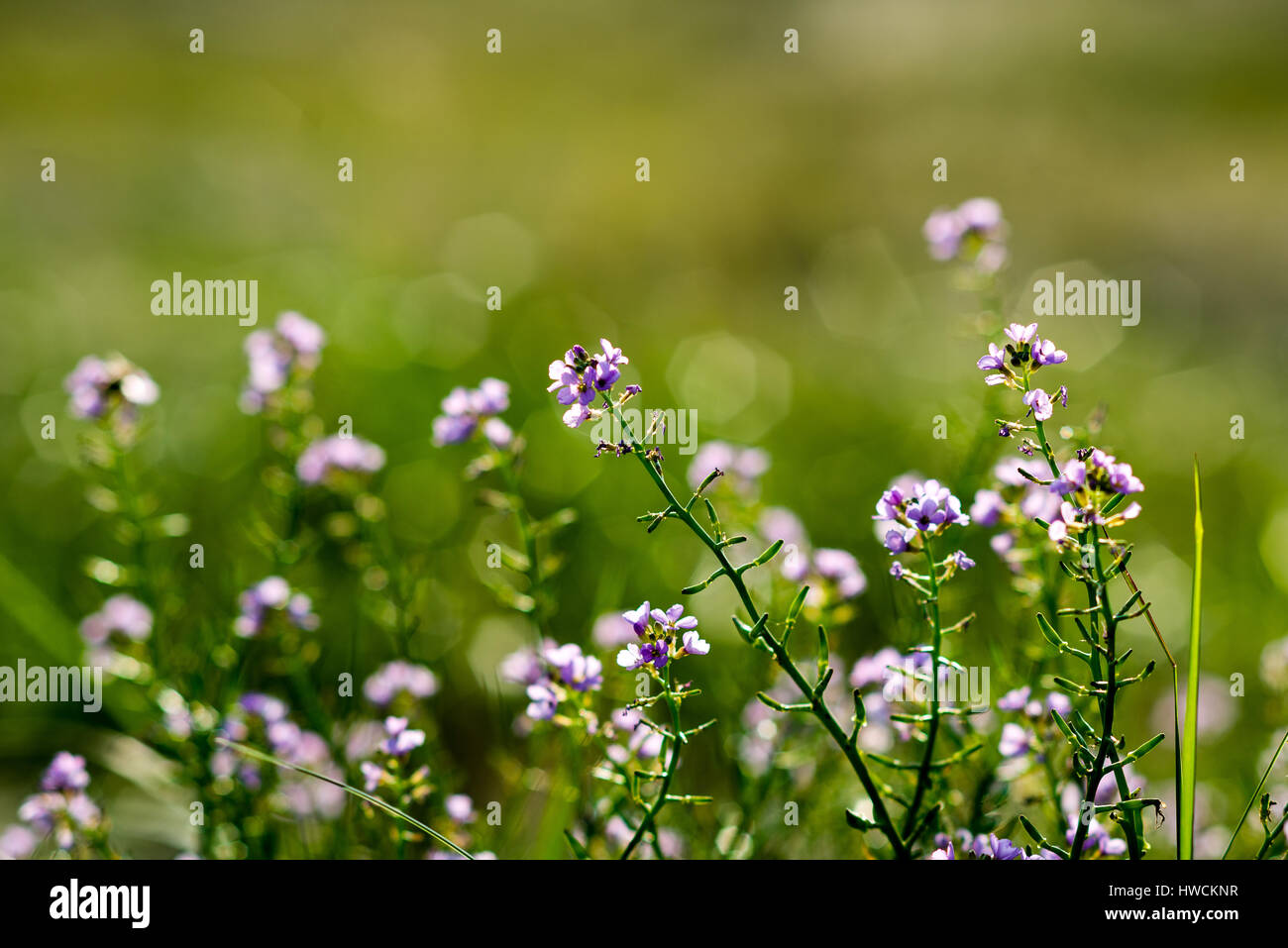 closeup of beautiful green plants with blur background nature Stock ...