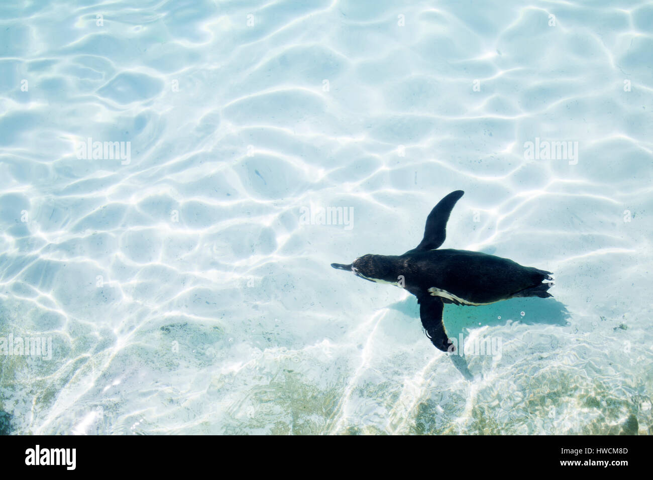 Penguin swimming in sea hi-res stock photography and images - Alamy