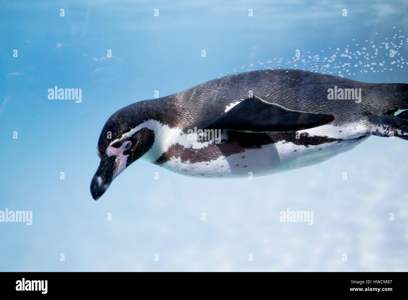 Penguin swimming in sea hi-res stock photography and images - Alamy