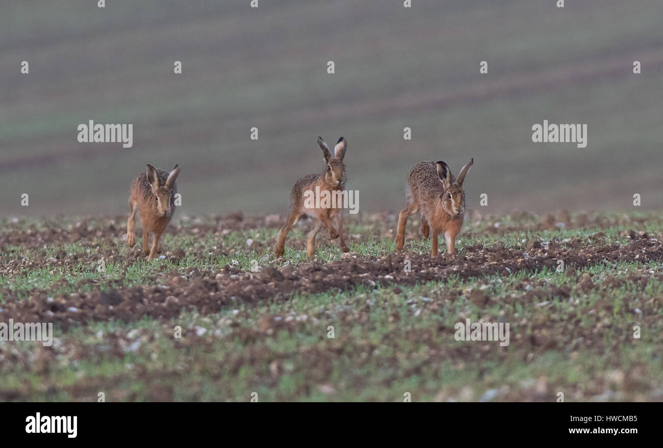 European Brown (Common) Hare- Lepus europaeus, Spring. Uk Stock Photo ...