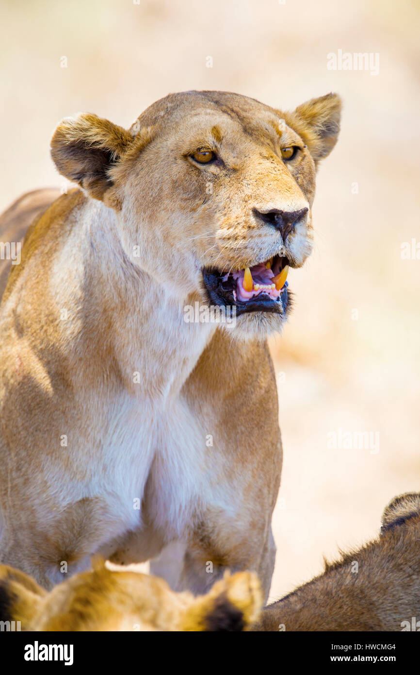 Close up of one large wild lioness in Africa Stock Photo - Alamy