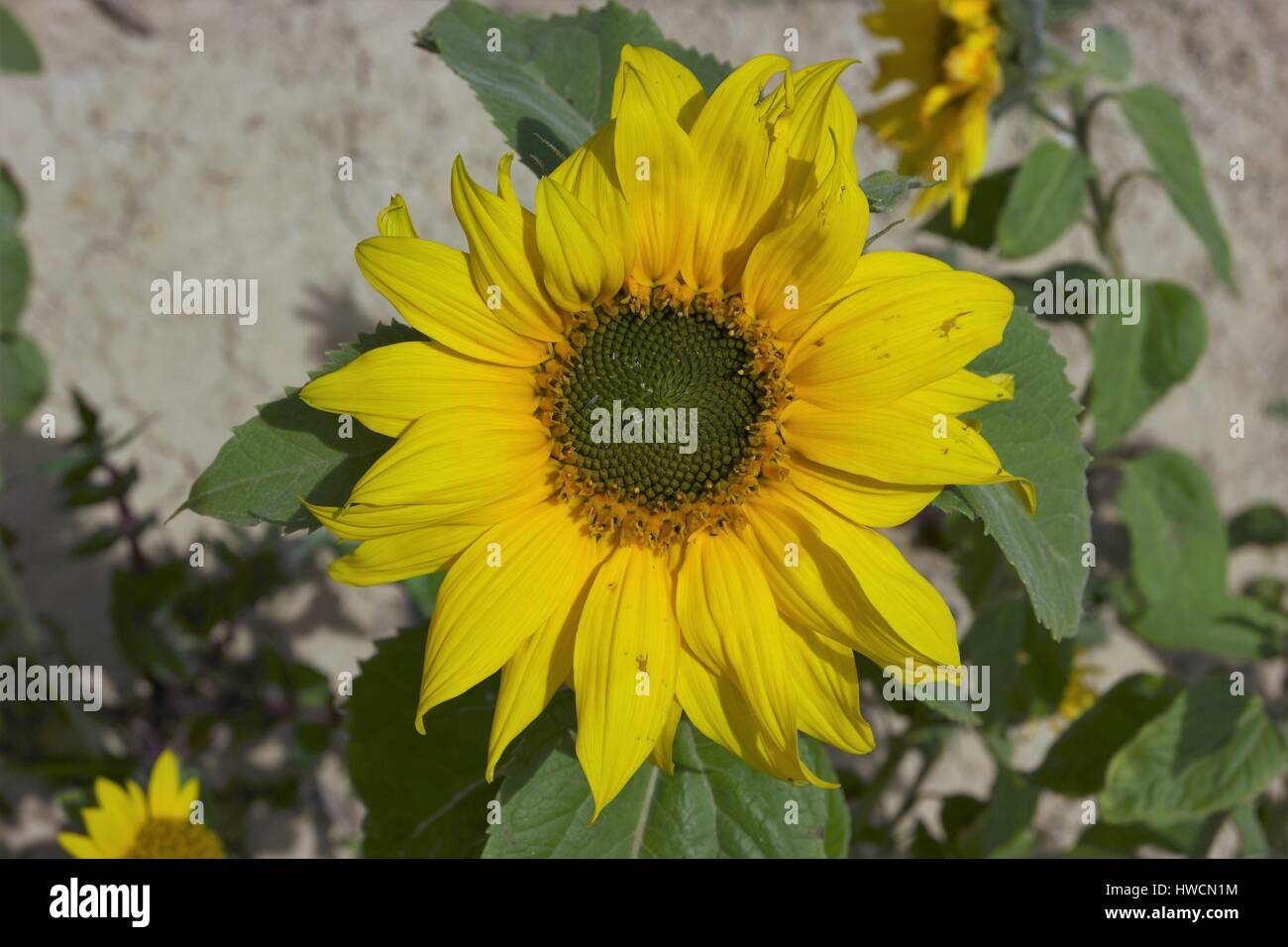 Sunflower plants in Andalusia, Spain Stock Photo - Alamy