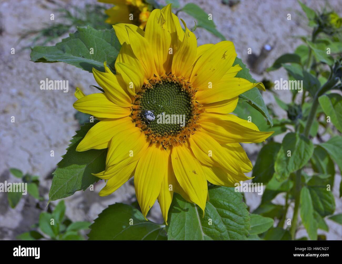 Sunflower seeds and flowers hi-res stock photography and images - Alamy